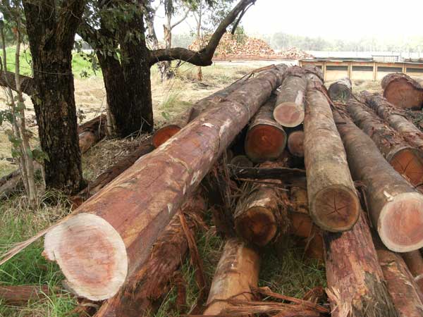 Jarrah boards | jarrah fencing | marri | marri timber | harwood ...